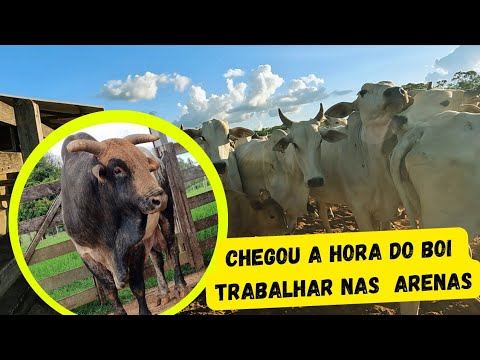 SEPARAMOS o BOI DE RODEIO para TRAZER ELE para a ARENA #rodeio # ...