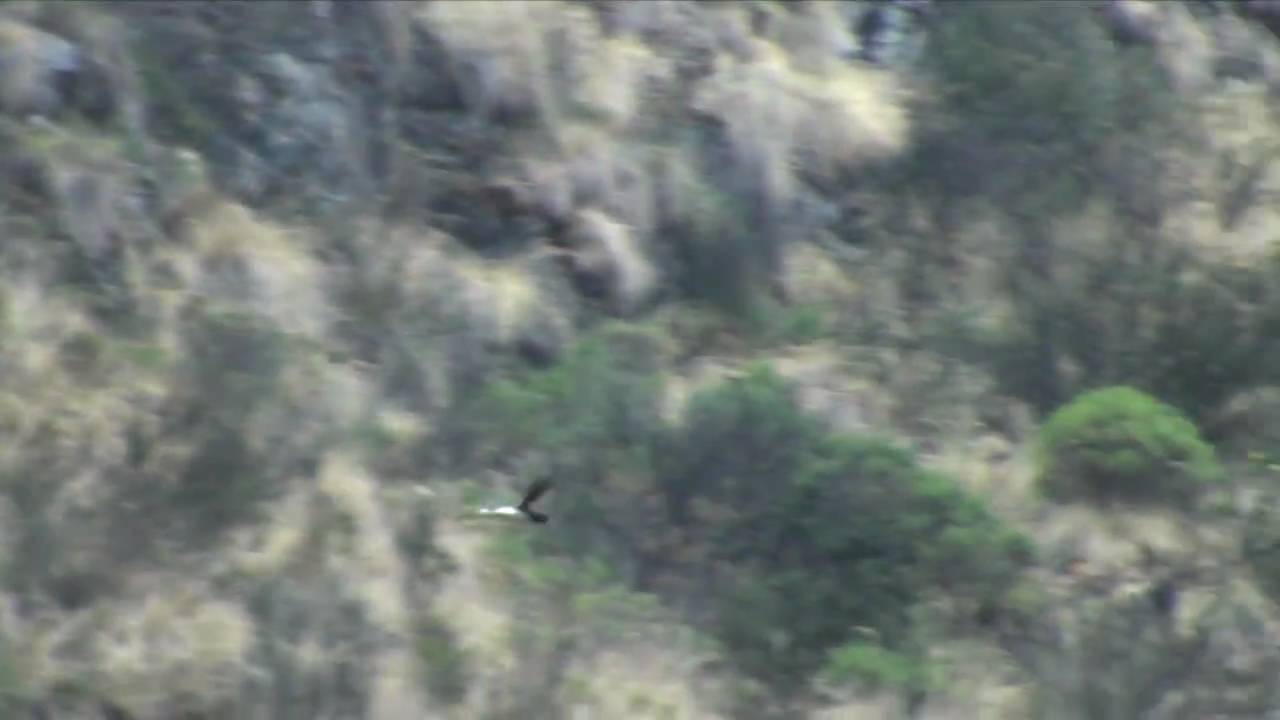 Birds of Peru: Mountain Caracara - YouTube