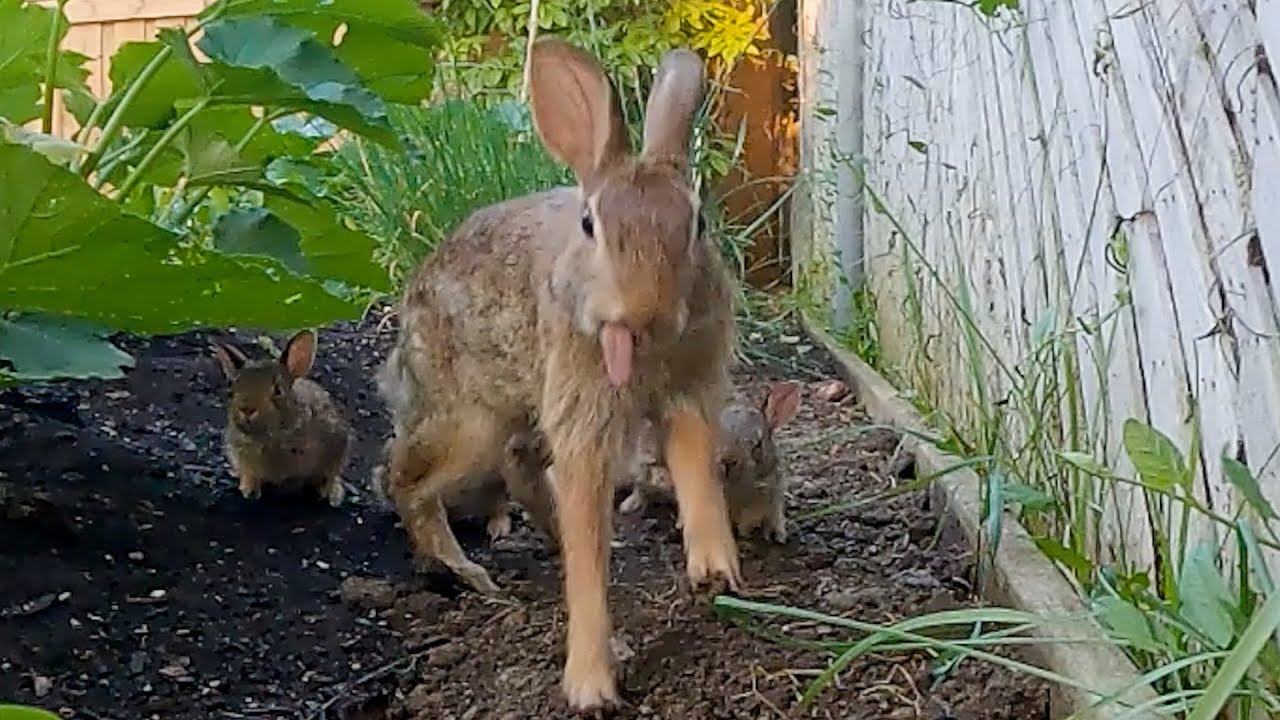 Wild Cottontail Rabbit Feeding Time and Bunnies Eating - YouTube