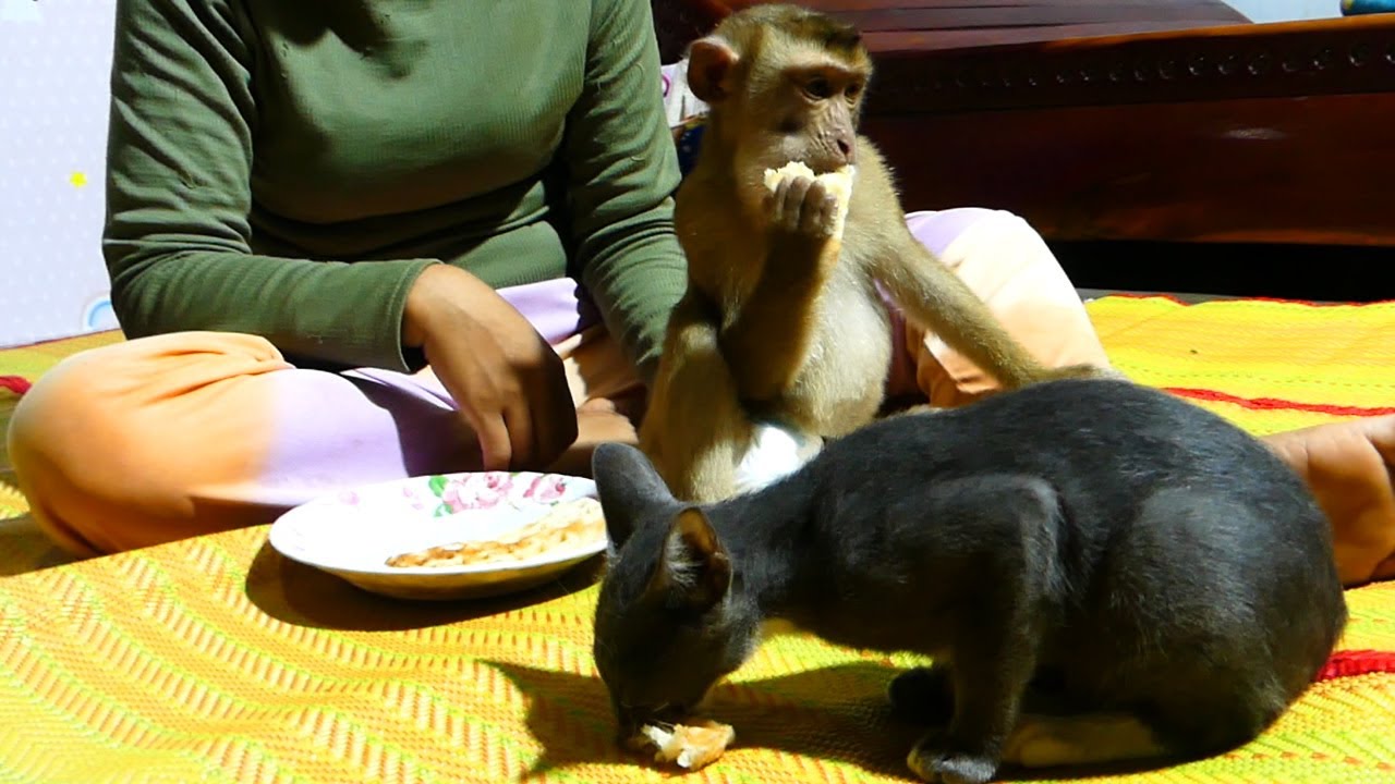 Mom teaching monkey Ella to share the food to small kitten Chomrean ...