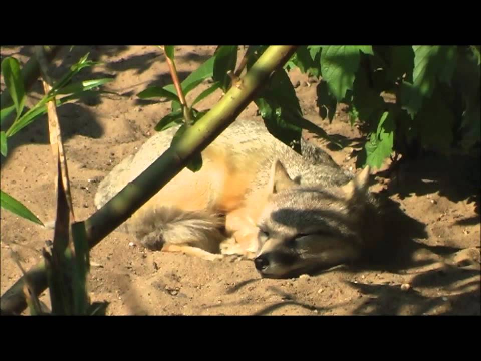 dier in de kijker - swiftvos - YouTube