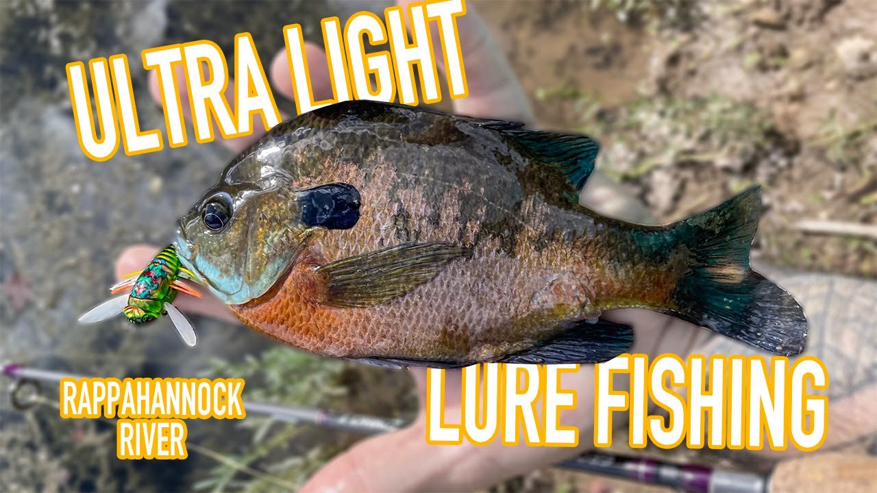 Fall Ultra-Light Fishing in Virginia - Rappahannock River - YouTube