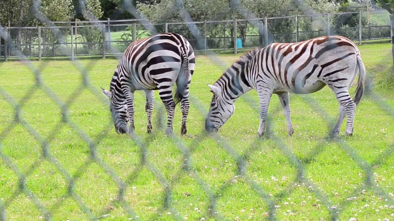 Zebra taking a standing shit - YouTube