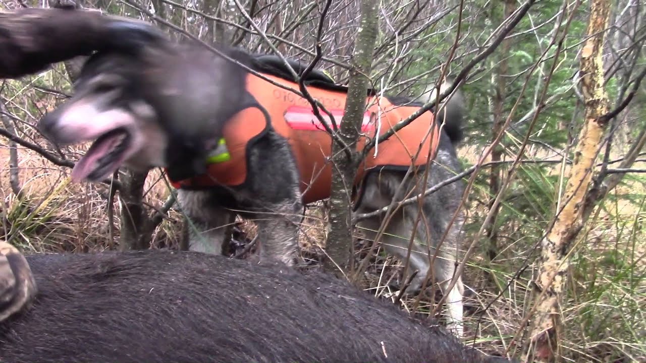 Jaktsäsongen 2015-2016 Trailer - YouTube