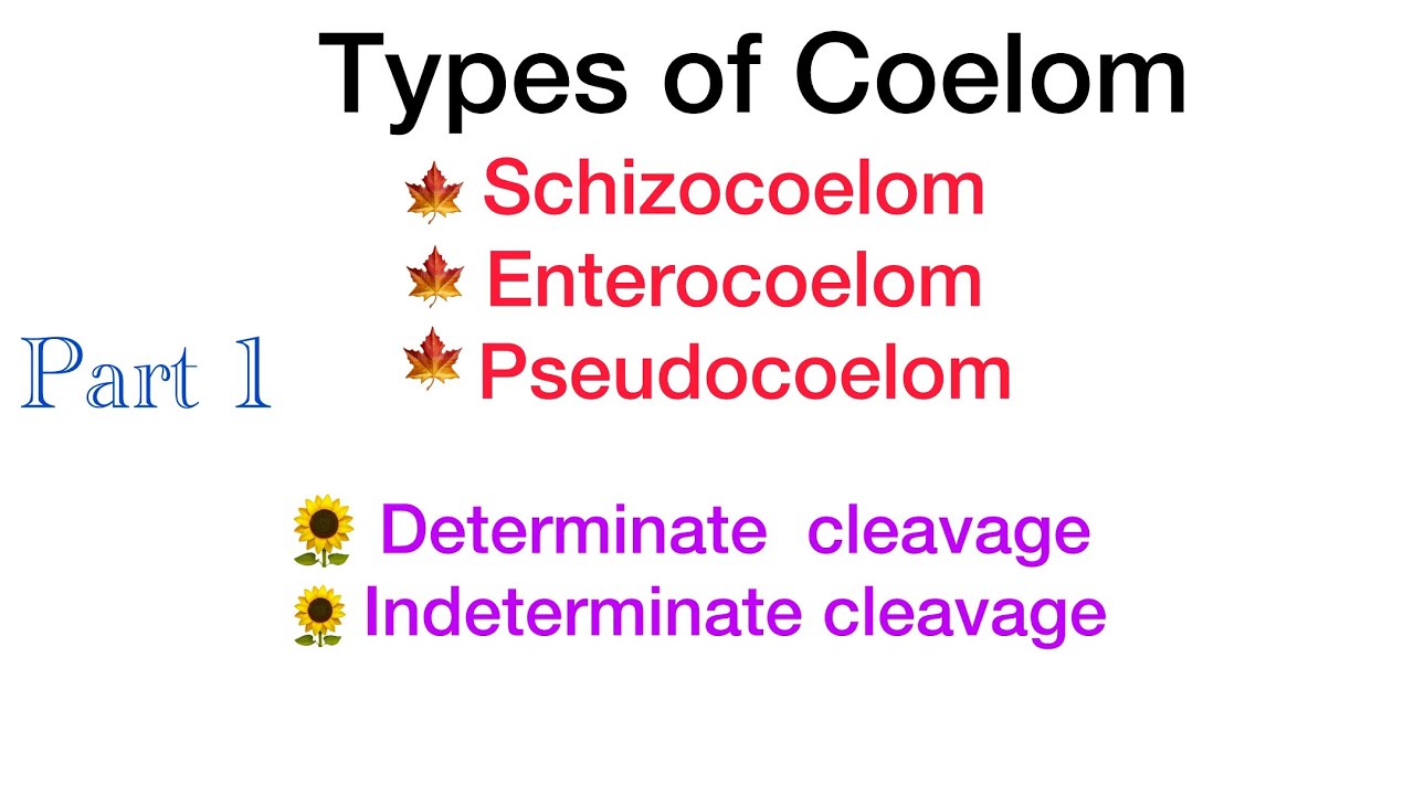 Lecture 2: Types of Coelom Part 1: Schizocoelom , Enterocoelom ...