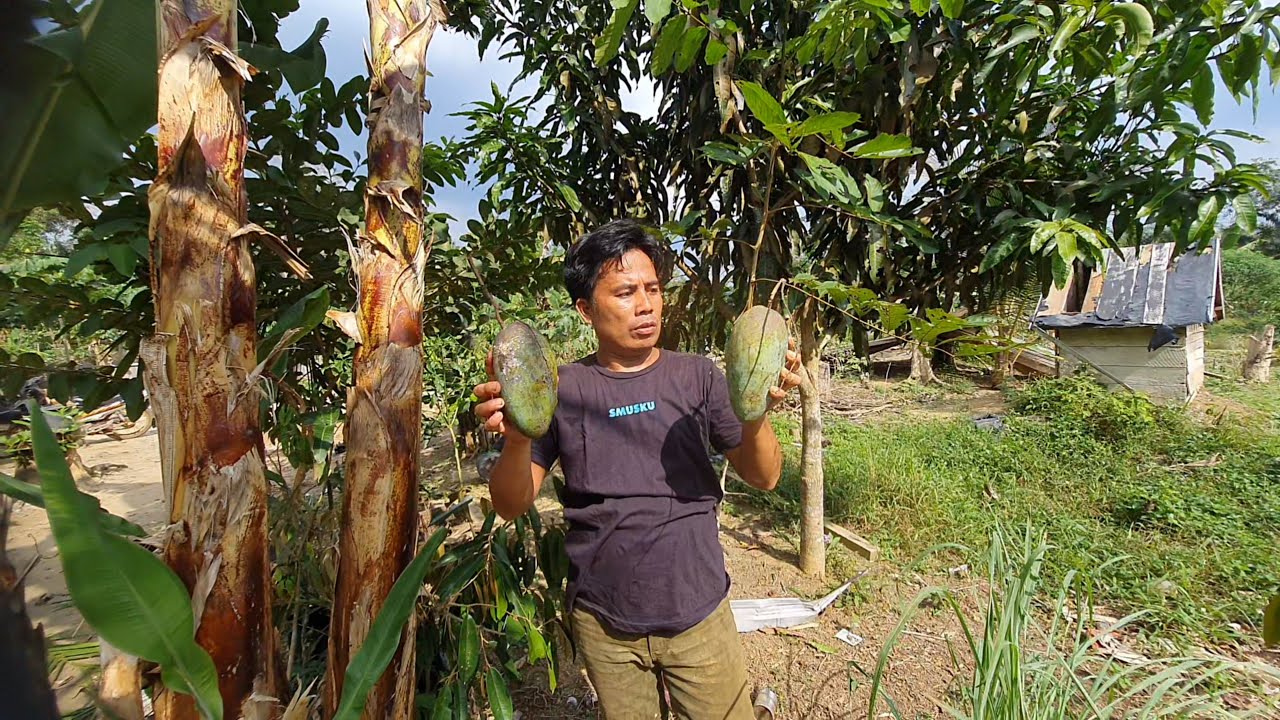 Petik buah manggat hasil tanaman pondok hutan makan bersama pakde bude ...
