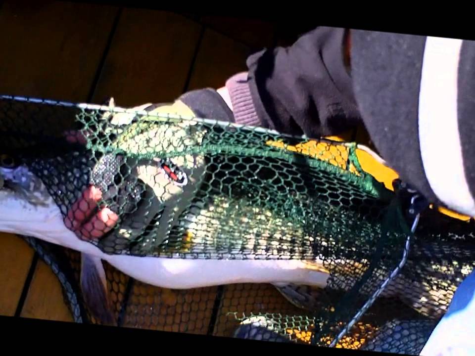 Big Fat Pike from lake Bled - YouTube