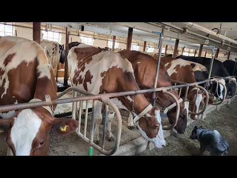 milking a first calf heifer - YouTube