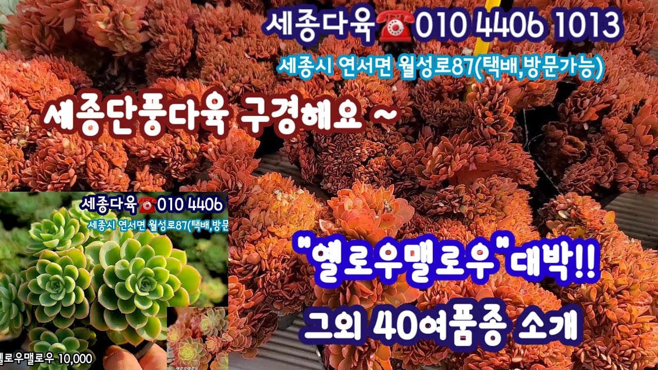 세종다육 신상다육입고~ 군생다육들 빛감가격 멋지네요🍁단풍구경세종다육으로🍁옐로우맬로우강추키핑회원모집그외40여종