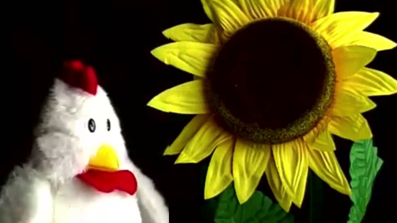 Chicken baby Bach - YouTube