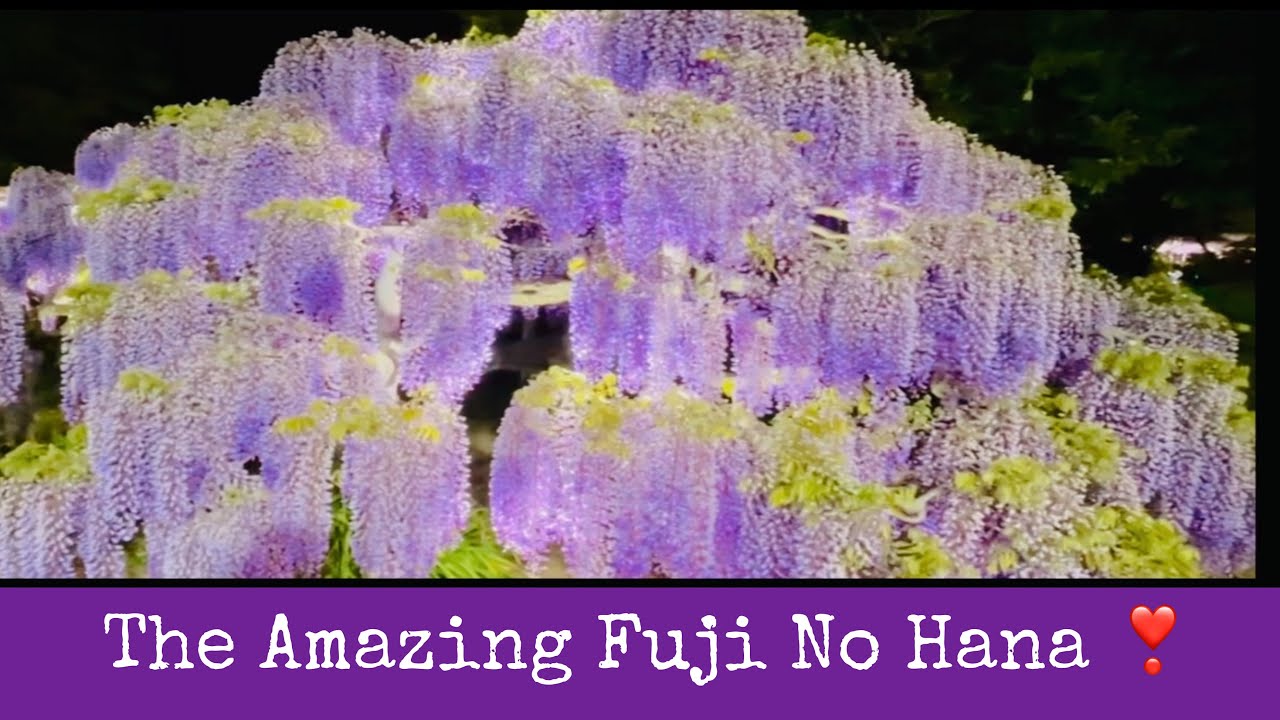 The AmaZing japan’s Light up Fuji No Hana #Short - YouTube