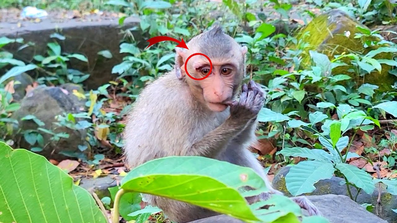 Lovely monkey Dawn has injuries on the eye & Mr.Yat give milk to her ...