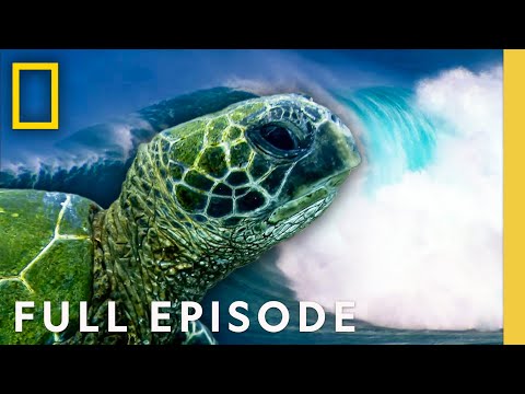 Islands of Fire (Full Episode) | Wild Hawaii | National Geographic