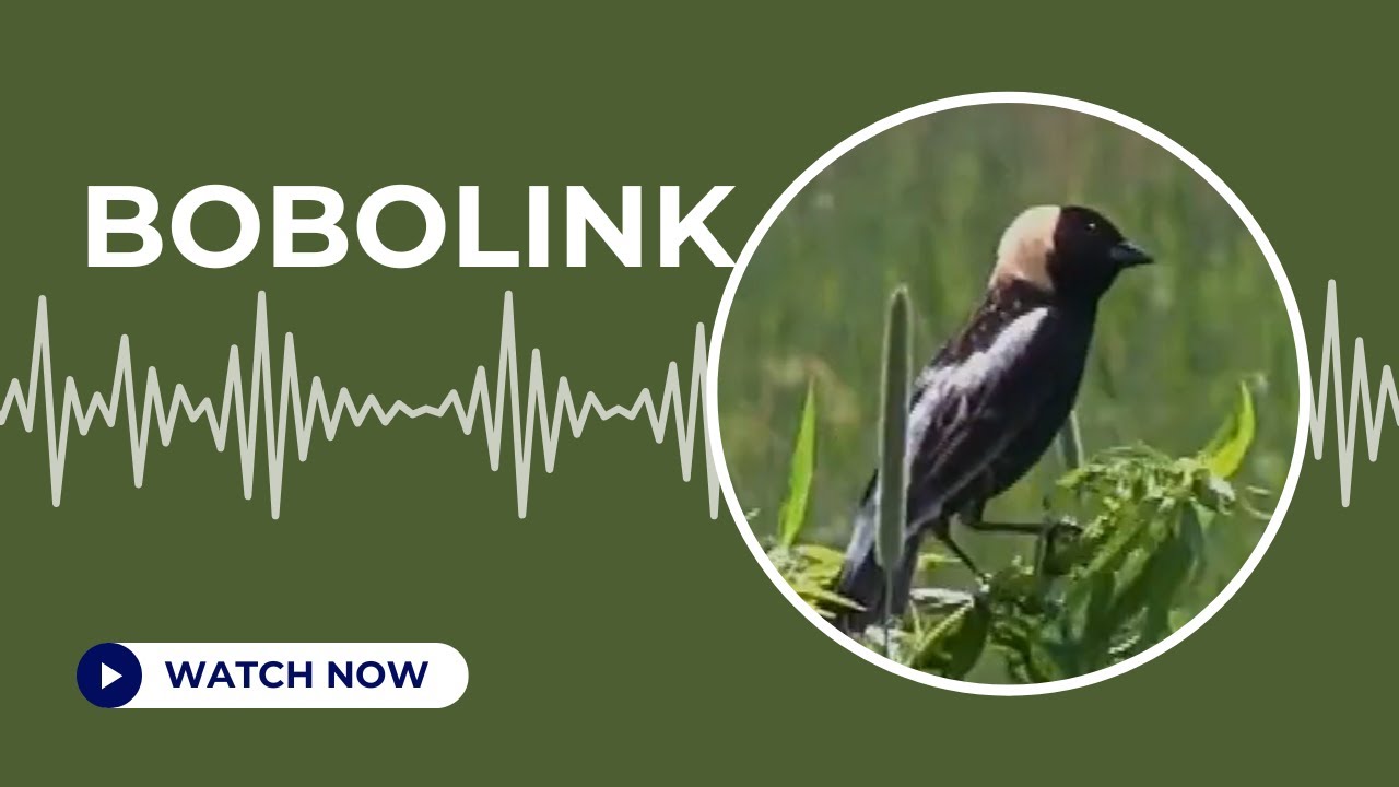 🎶 Bobolink: The Songbird of North America | Amazing Planet 🐦 - YouTube