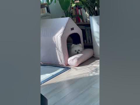 다들 나 버리고 어디간거야..? #dogshorts - YouTube