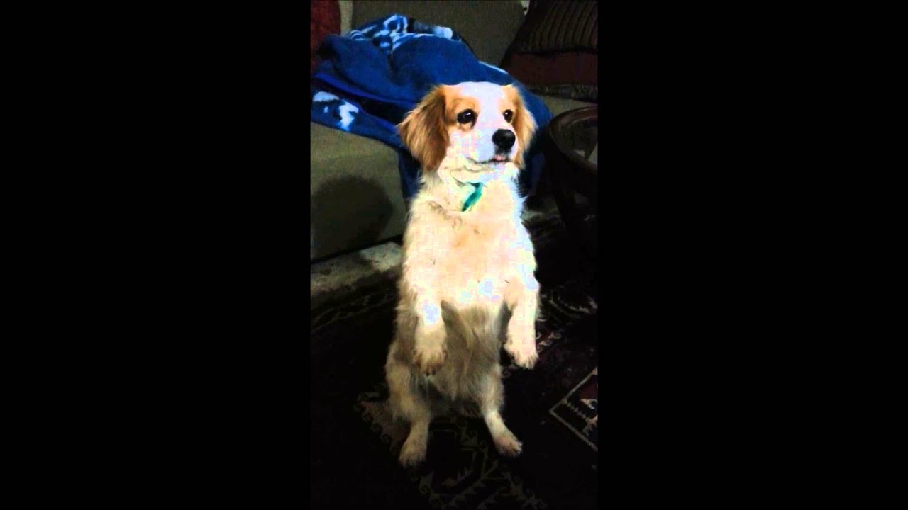 Tai Chi dog - YouTube