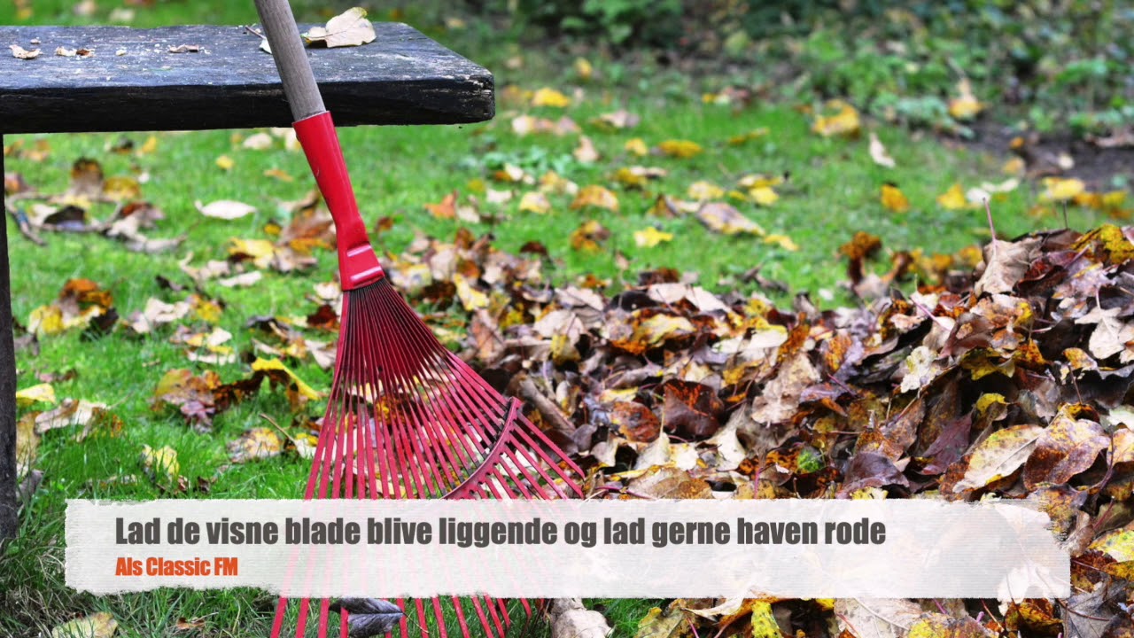 Lad de visne blade blive liggende og lad gerne haven rode - YouTube