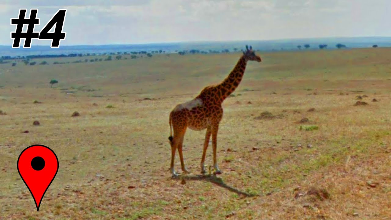 Wild animals and a sandcastle competition! GeoGuessr Map Making #4 ...