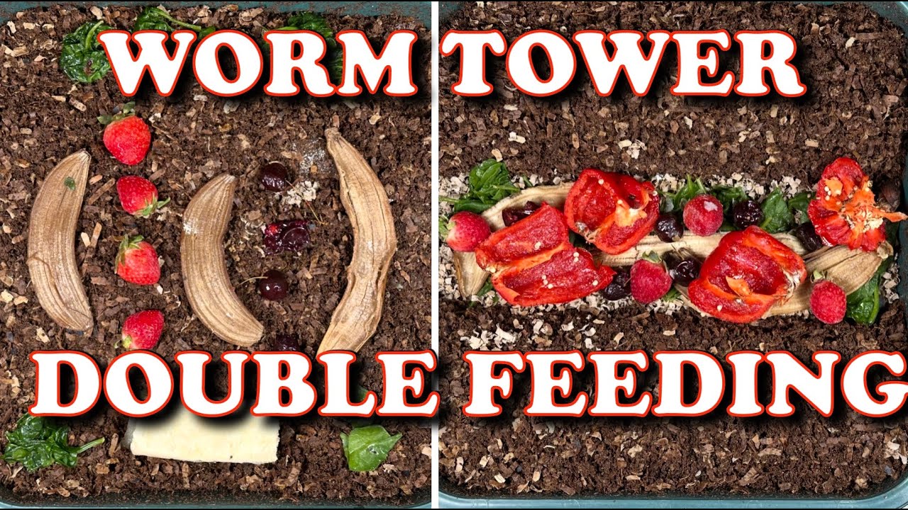 Worm Composting Feeding System