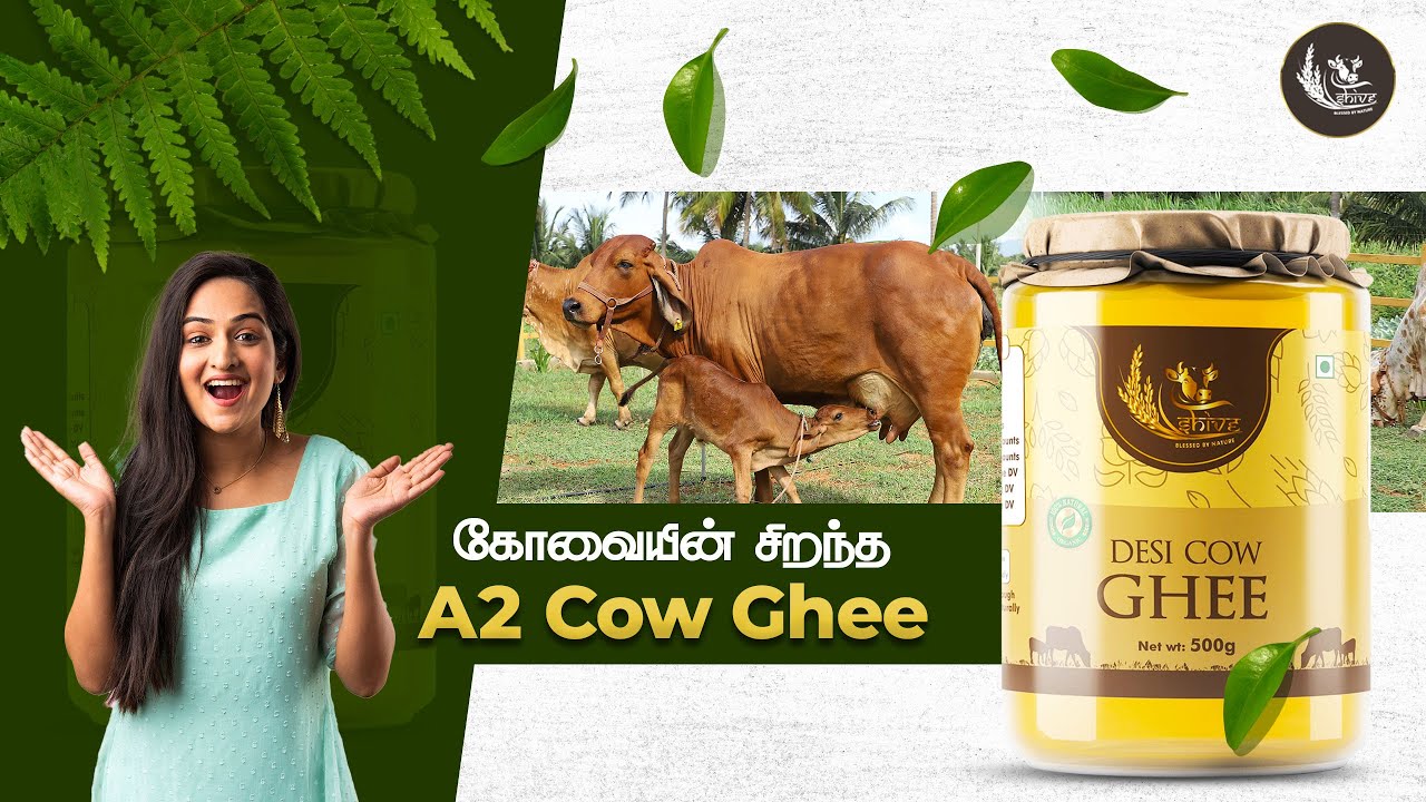 Best Pure Ghee In India Coimbatore Organic Ghee Making Of Pure A2 Best Pure Ghee In India Coimbatore Organic Ghee Making Of Pure A2