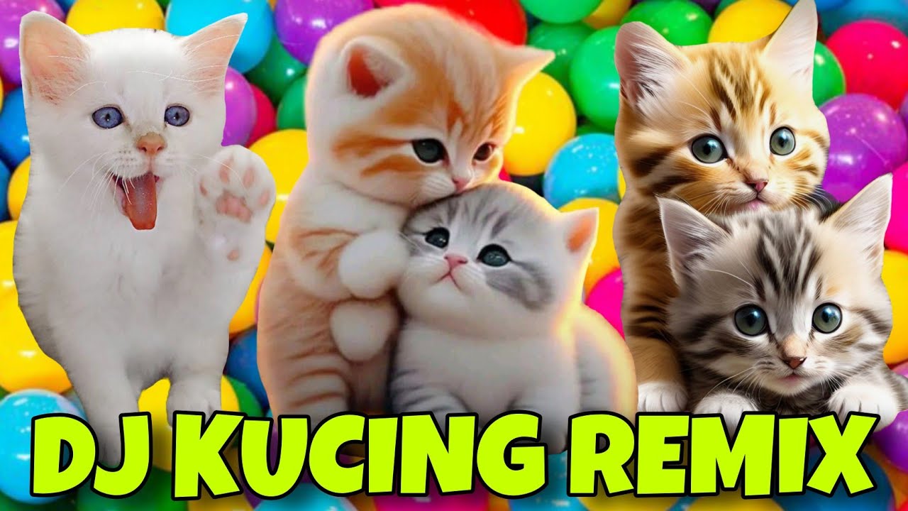 dj KUCING‼️FUNNY CATS COMPILATION‼️CUTE CAT MEOW MEOW‼️DJ KUCING MEONG ...