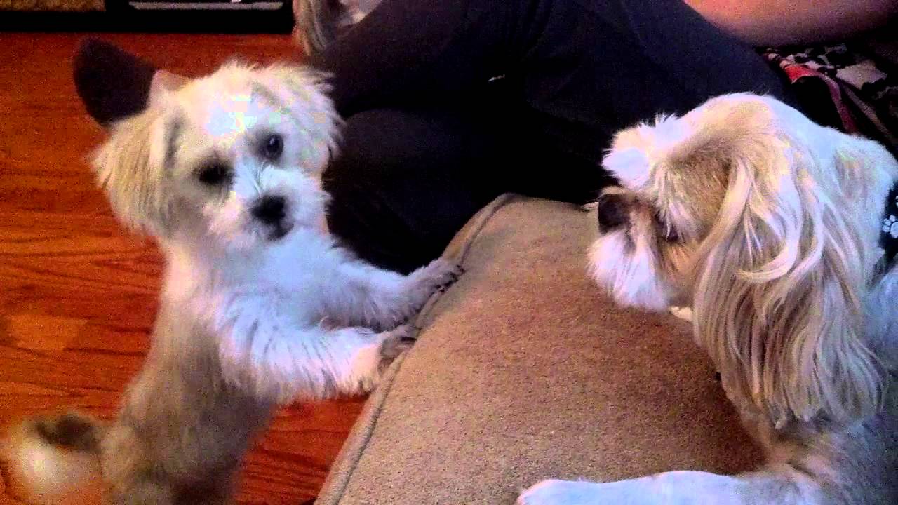 Stewie said "Hey! You cannot sit on my mommy's couch!". - YouTube