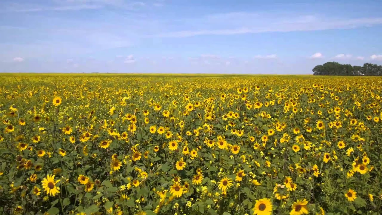 Sunflowers prairie field 3 - YouTube