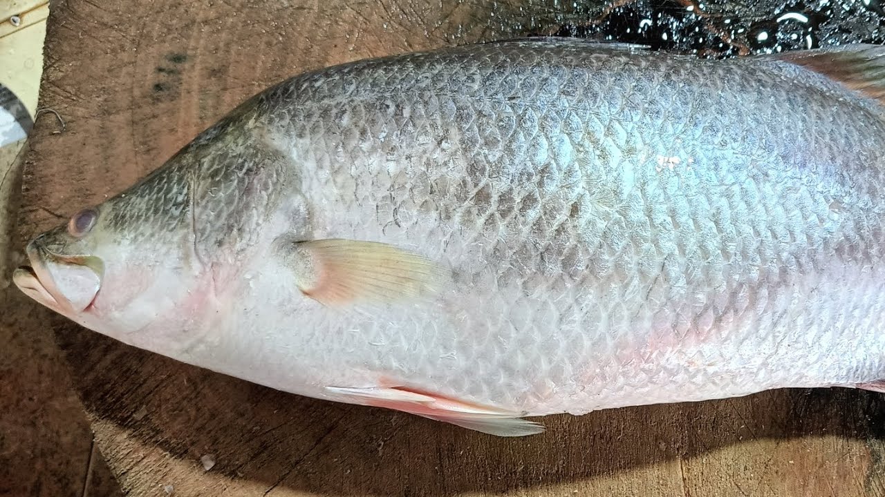 Seabass/vetki/fish cutting skills #plz_subscribe_my_channel # ...