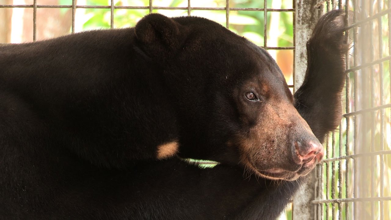 SUN BEAR ENCLOSURE PROJECT 2016 - November - YouTube