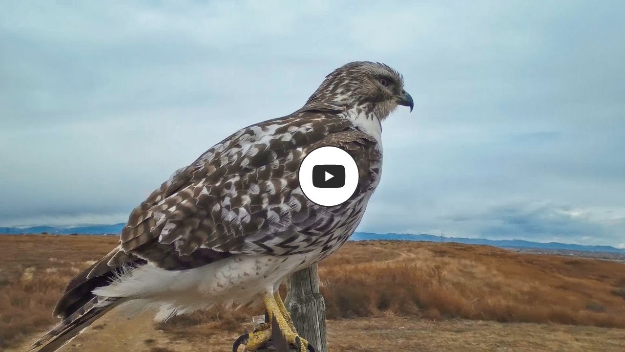 From our raptor perch - YouTube