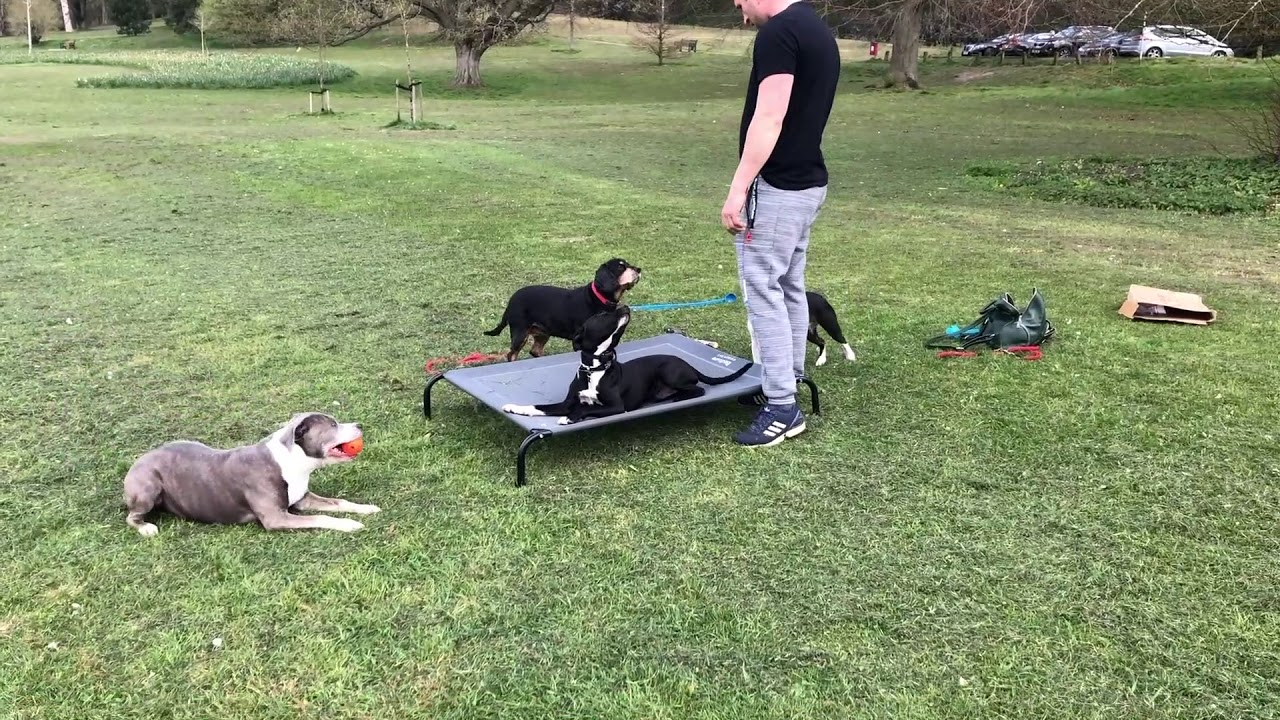 Excitable Staffy Jack Russell Cross | Leroy | Dog Training in London ...