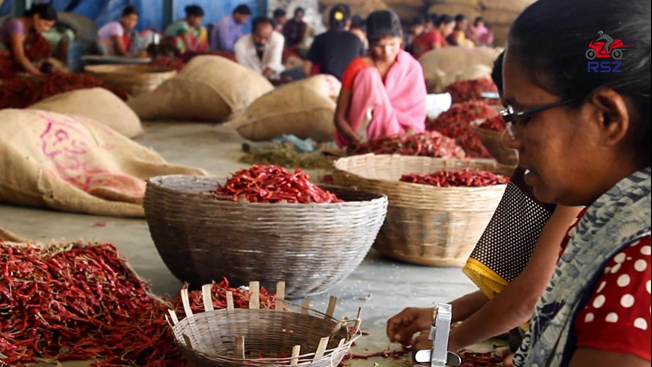 Bhiwapur Mirchi | Tadoba Sindewahi Jungle Tour Part 1 HD | EP 3 ...