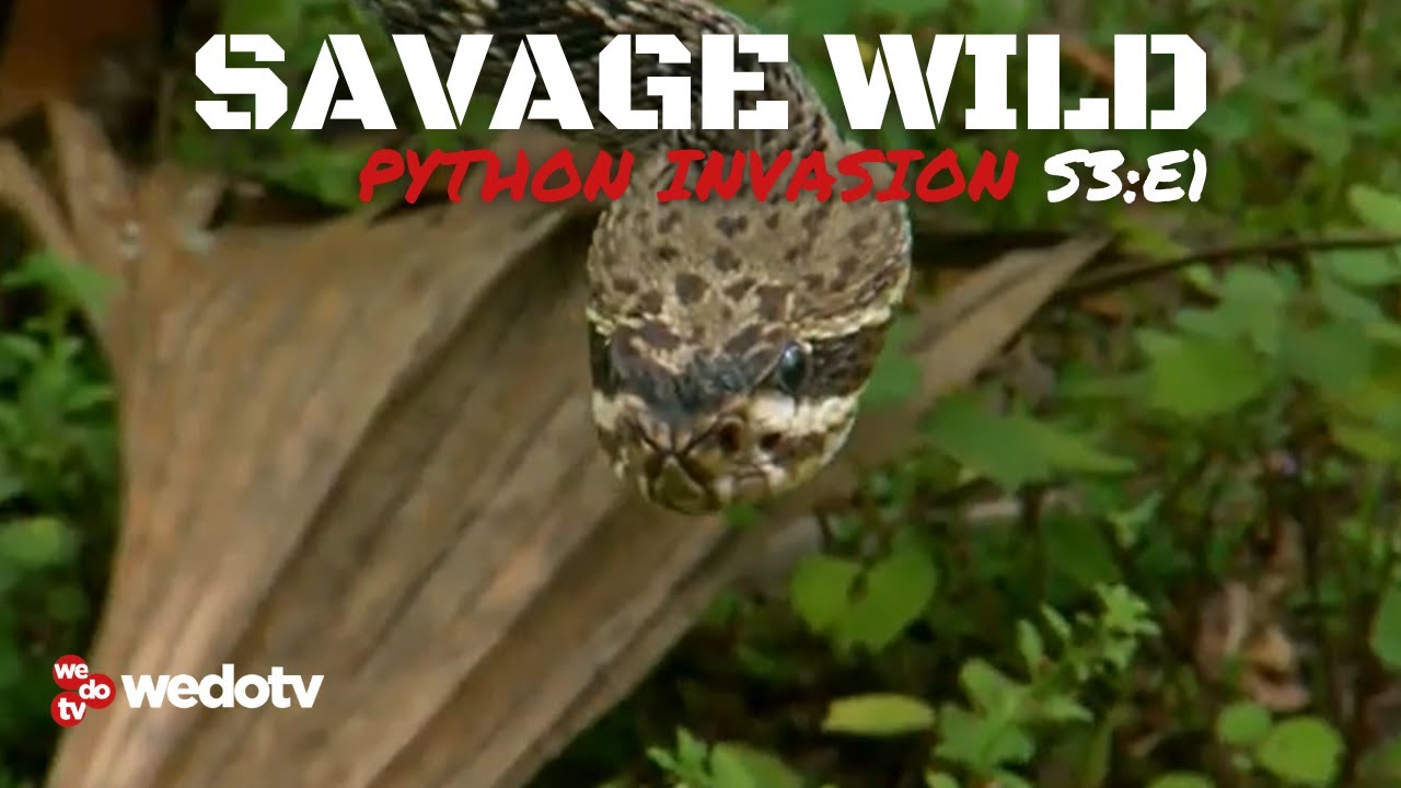Python Invasion | Savage Wild S3/E1 | wedotv - YouTube