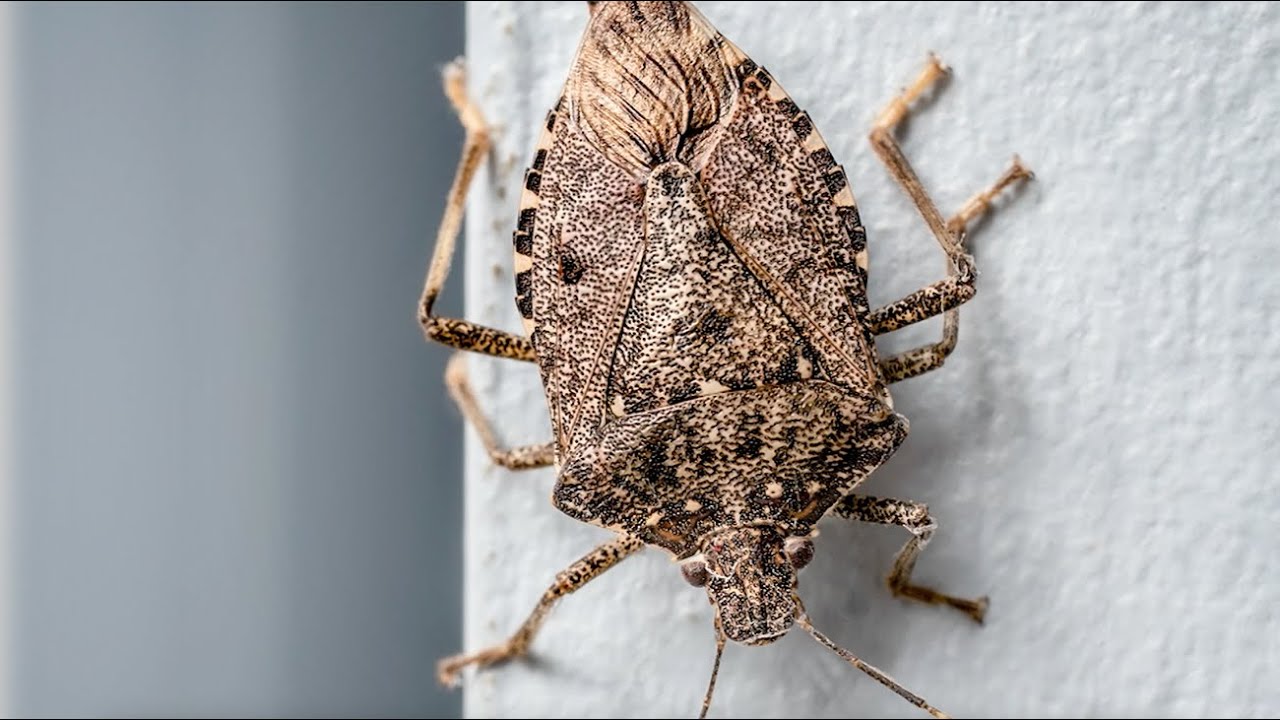 Stink Bugs & Root Worms: Surprising Cotton & Peanut Threats in Georgia ...