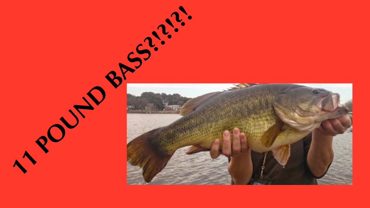 THERE IS A 11 POUND BASS IN THIS POND - YouTube