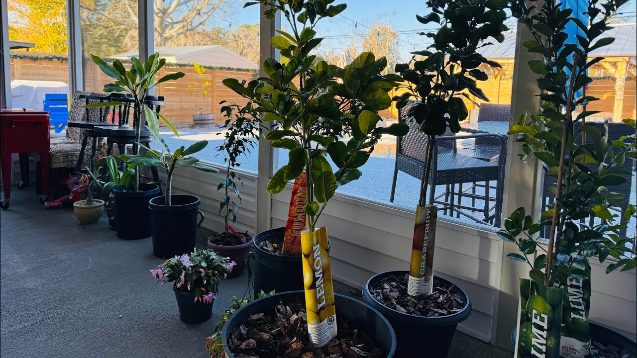 I Brought my Citrus Trees Inside. - YouTube