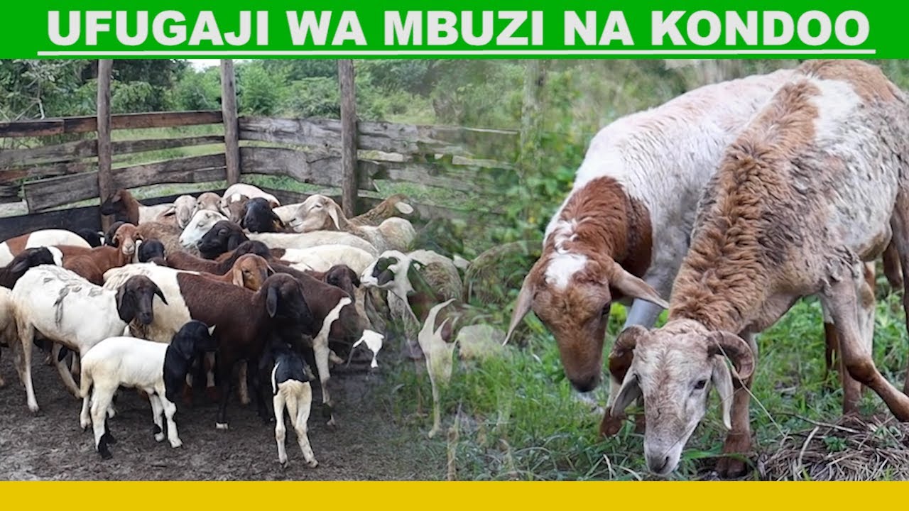 UMUHIMU WA KUTENGANISHA MBUZI NA KONDOO | #MAVUNO_TIME - YouTube