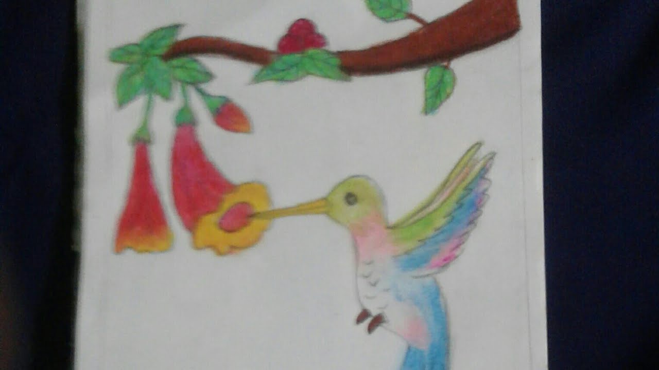 How to draw a hummingbird - YouTube