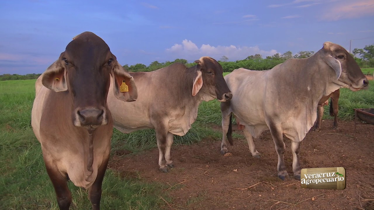 Veracruz Agropecuario - Características del Ganado Suiz-bu - YouTube