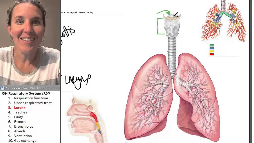 Respiratory System Trachea