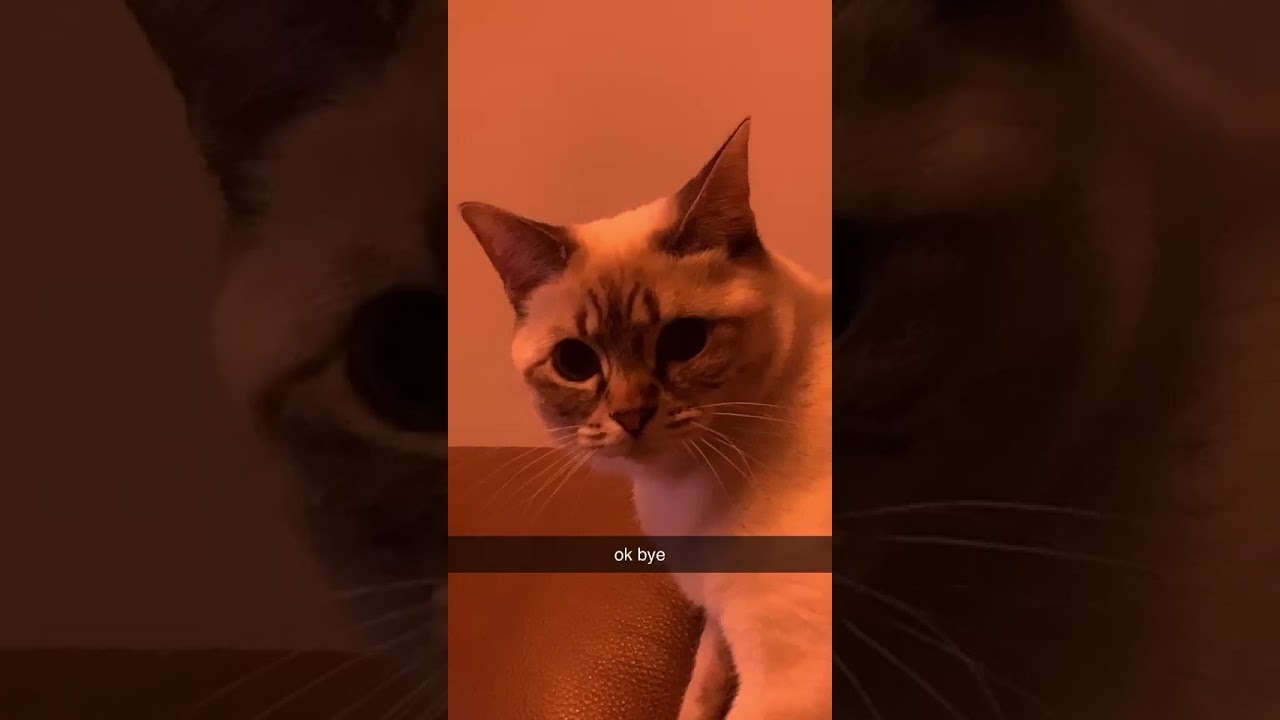 cat grunts then leaves - YouTube