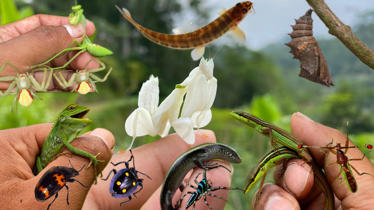 I love insects and reptiles - YouTube