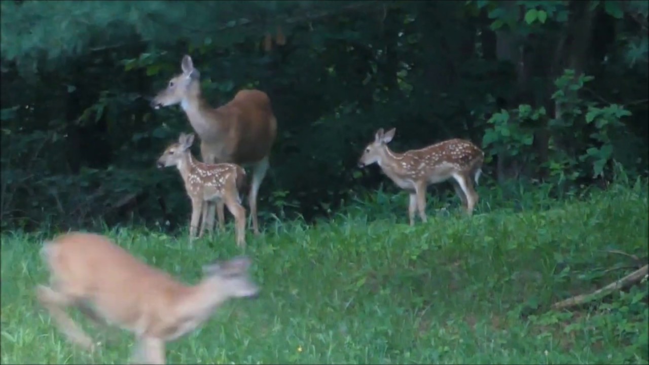 Twin fawns and Doe playing June 6th 2019 - YouTube