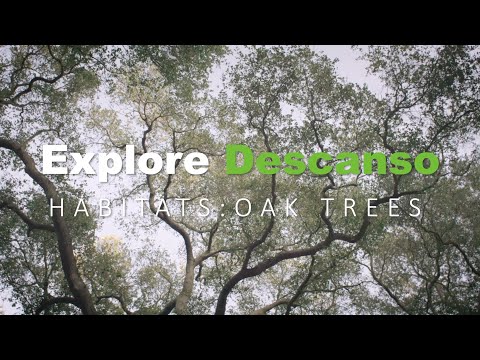 What Insects And Animals Live In An Oak Tree