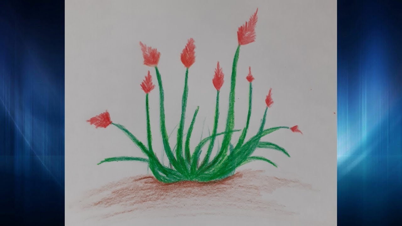 How to draw desert plant || रेगिस्तानी पौधे का चित्र बनाएँ || pencil ...