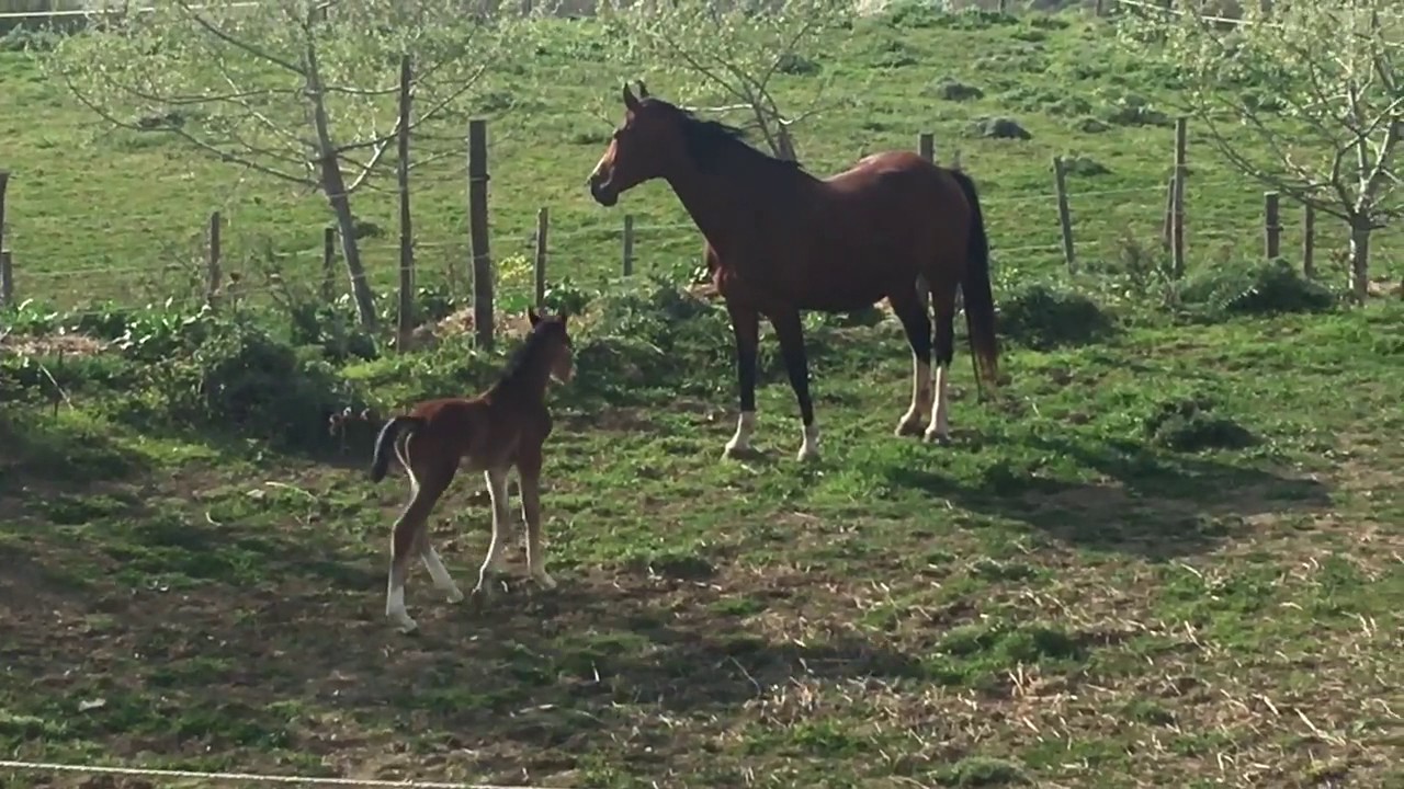 Glasker st SI 2017 (Douglas vdl Heartbreaker Voltaire) - YouTube