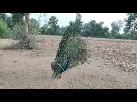 Beautiful peacock dance and porcupine 