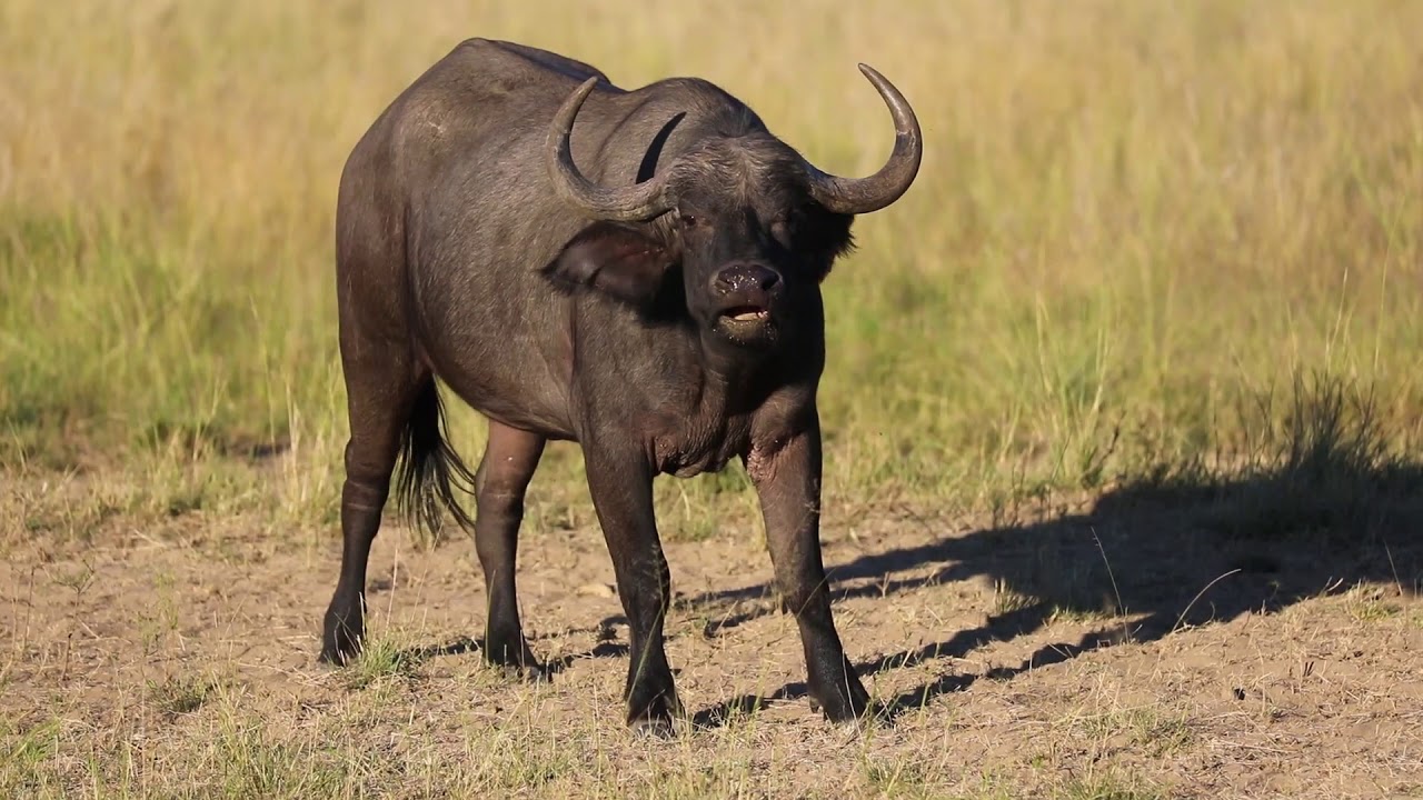 LOT 61 Buffalo Heifer - YouTube