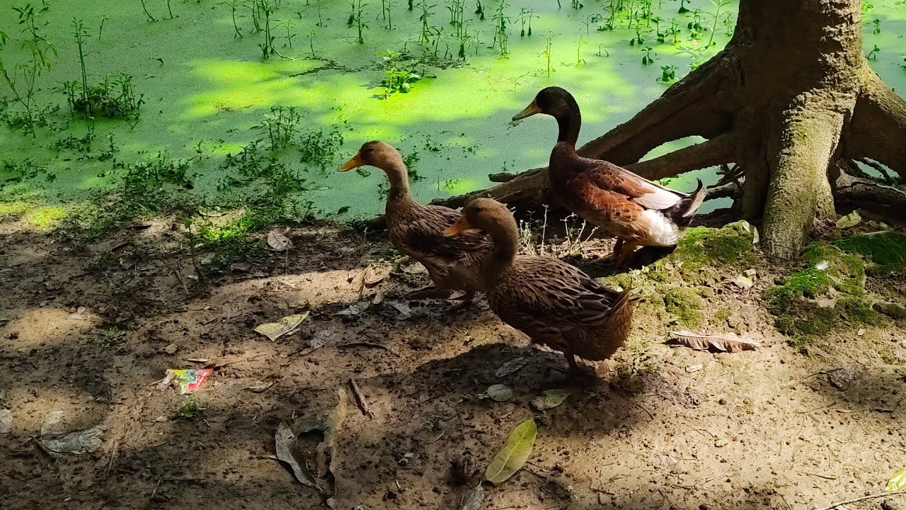 Tell the ducks what to do🙂 - YouTube