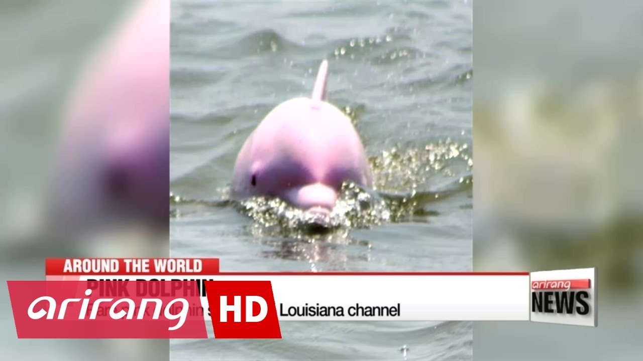Rare pink dolphin spotted in Louisiana channel - YouTube
